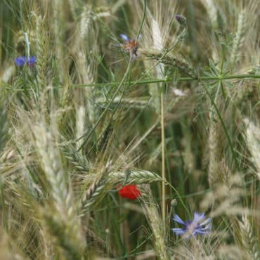 semopur 2.9 WICKROGGEN 20/80 min. 70 % Ökokomponenten 20 kg Gebinde ...